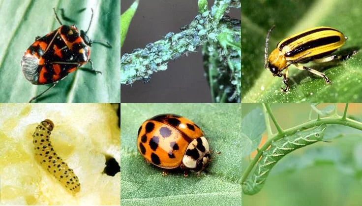 What are Pests in Agriculture? Types, Damage & Control Solutions