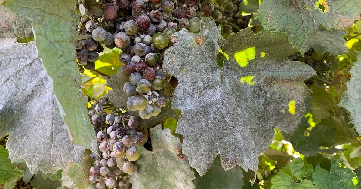 Powdery mildew in Grapes: 5 Easy tips to Control grapes Pest
