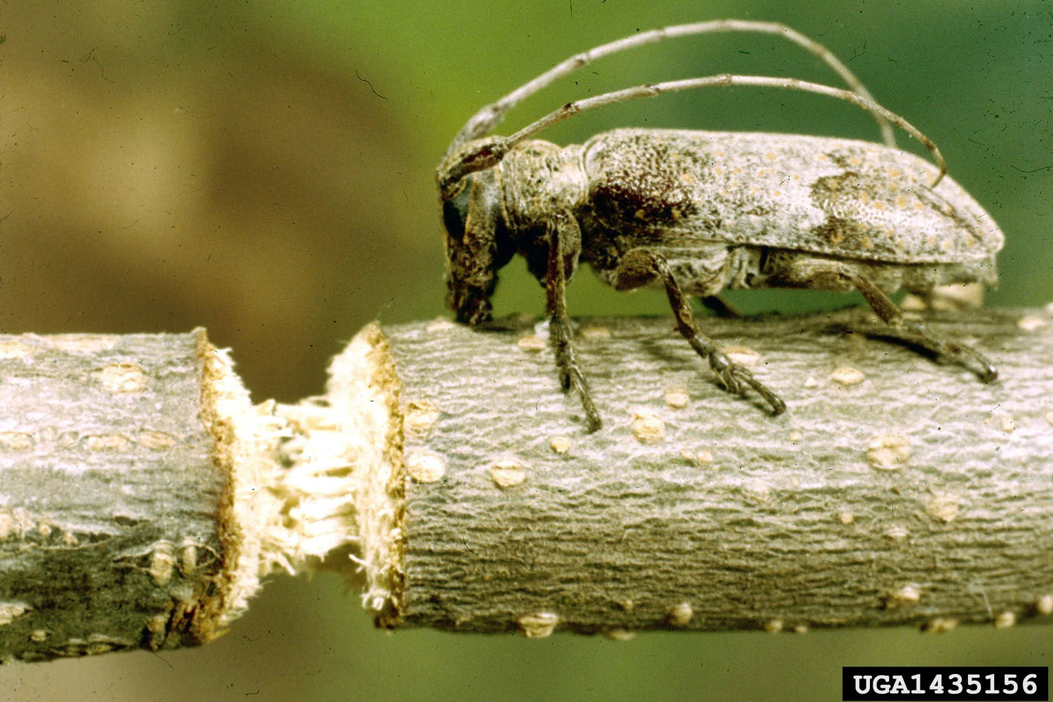 How to Control Stem Girdler Pest in Grapes Crop | Follow These 7 Tips