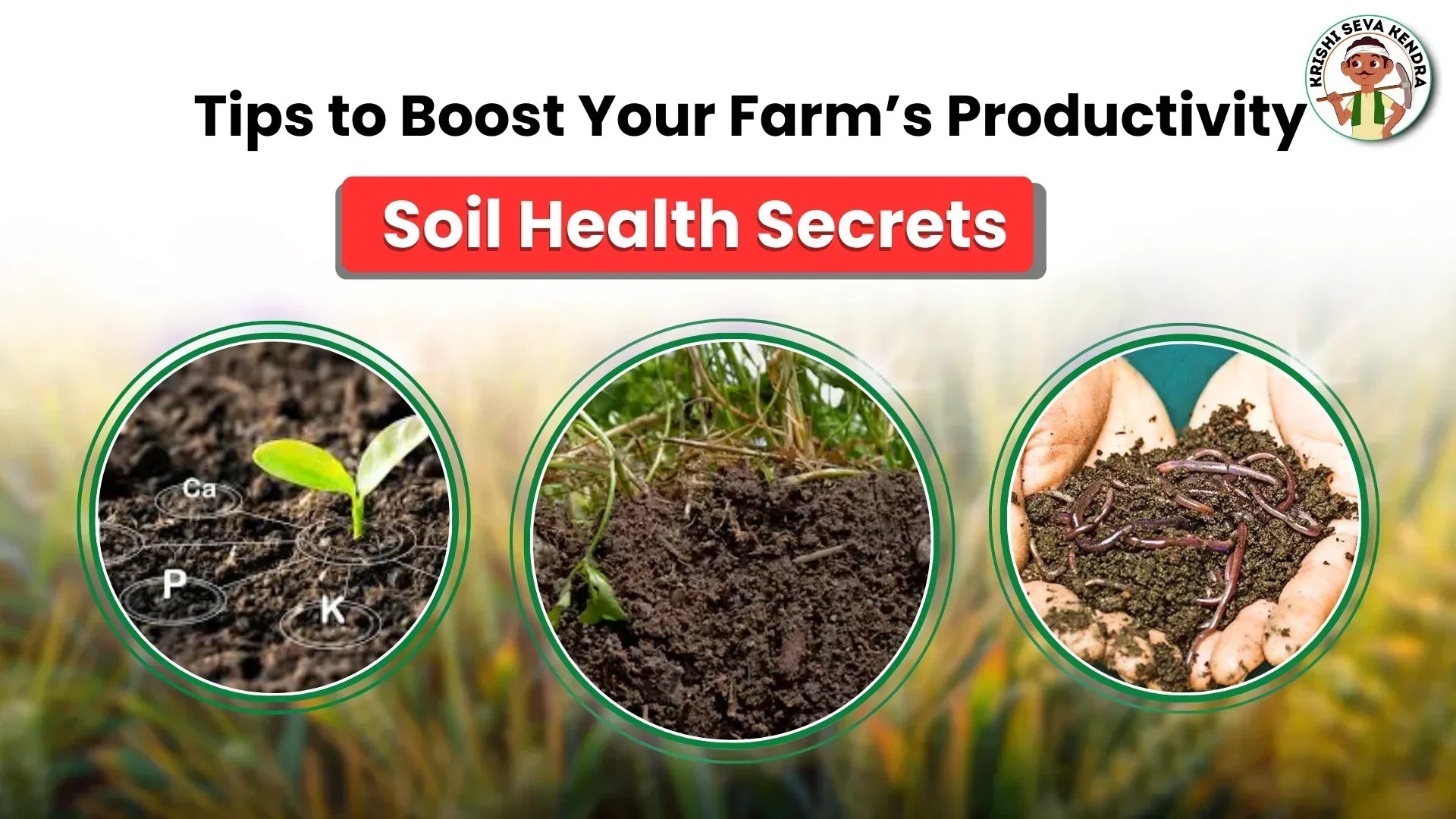 Soil Health Management: 5 Tips for Improve Soil Health