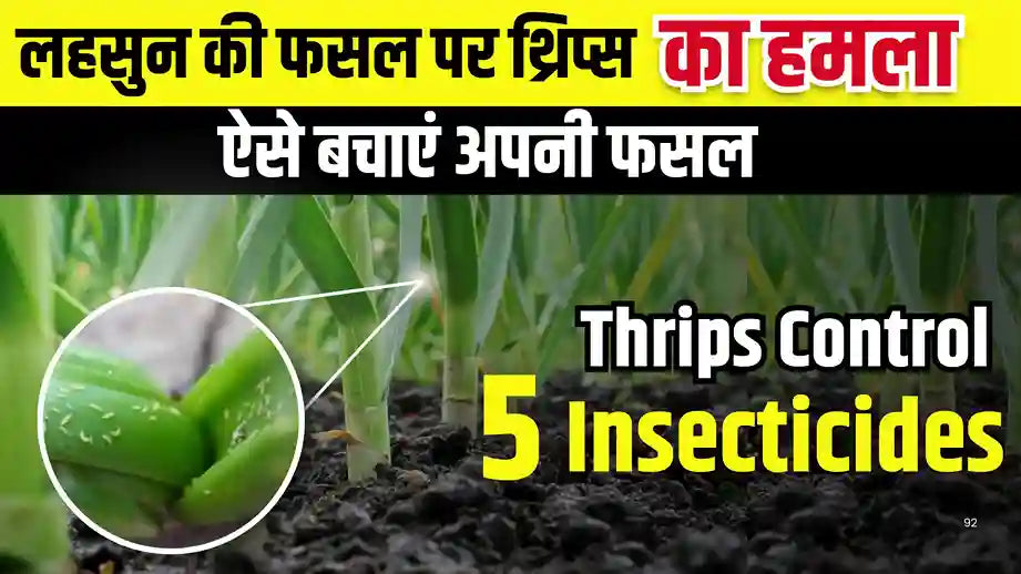 Garlic Thrips Control: Signs, Damage & Treatment Methods