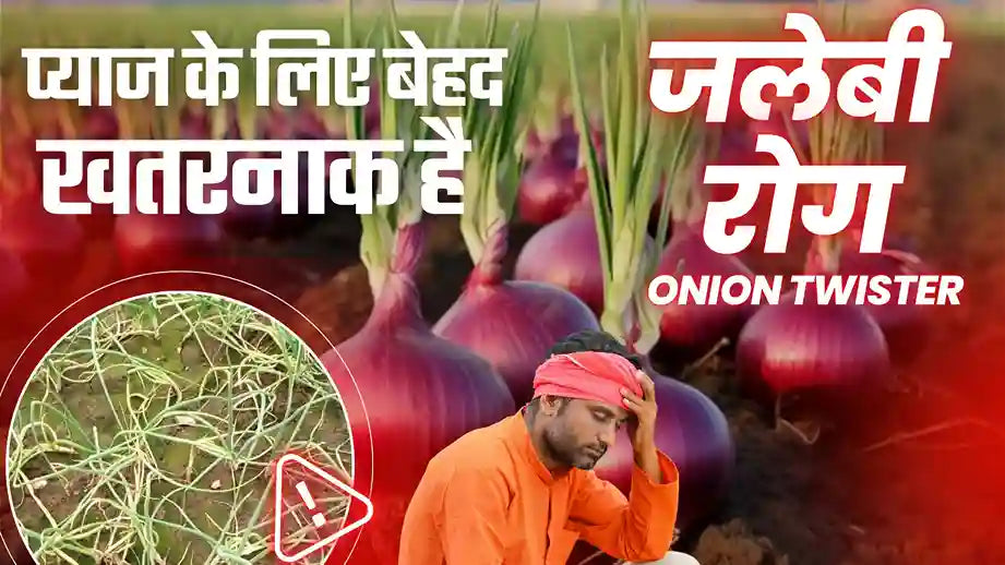 Onion Twister Disease | 5 Best Ways to Stop It Fast