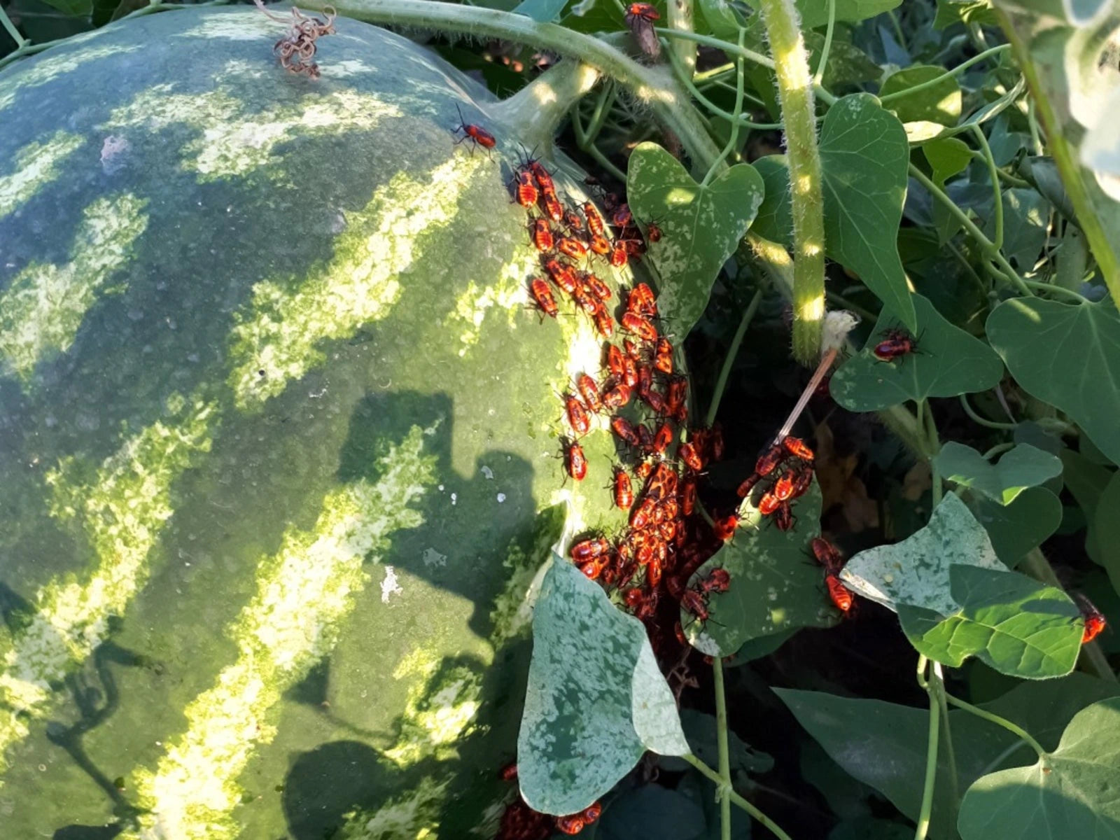 5 Proven Strategies to Control Red Pumpkin Beetles in Watermelon