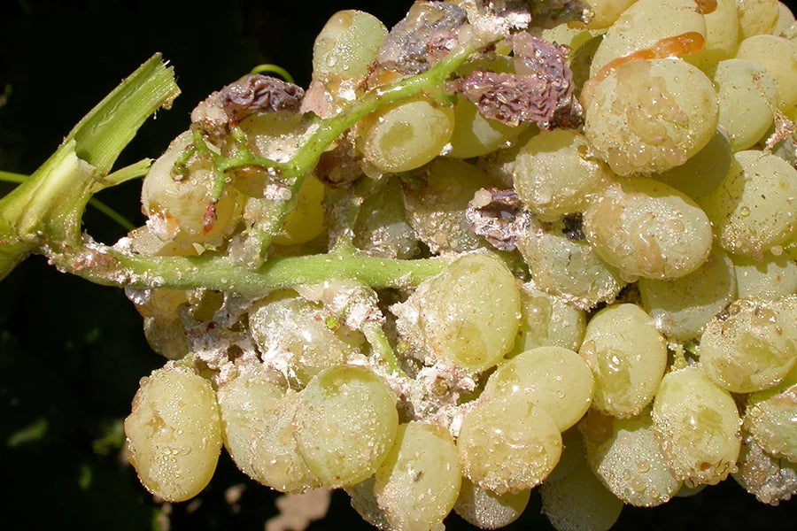 Mealybugs in Grapes | Control and Prevention Tips