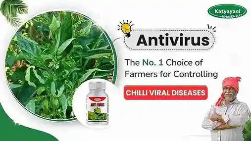 Control Chilli Leaf Curl Virus with Katyayni Antivirus Insecticide