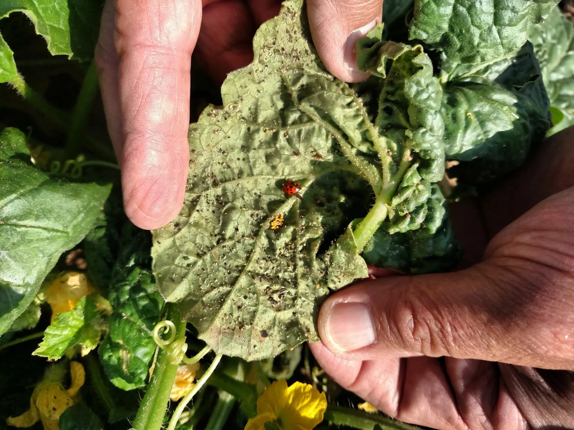 Tiny Aphids, Big Impact: Understanding and Controlling Cucurbit Pests.