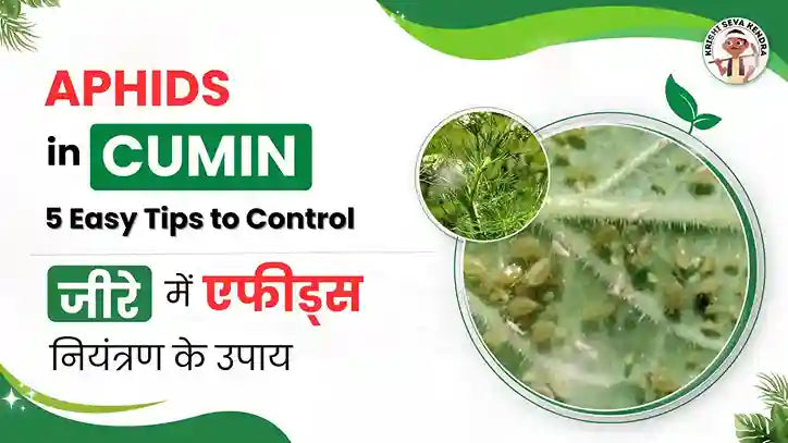 5 Easy Ways to Fight Cumin Aphids and Jassids | A-Z Guide
