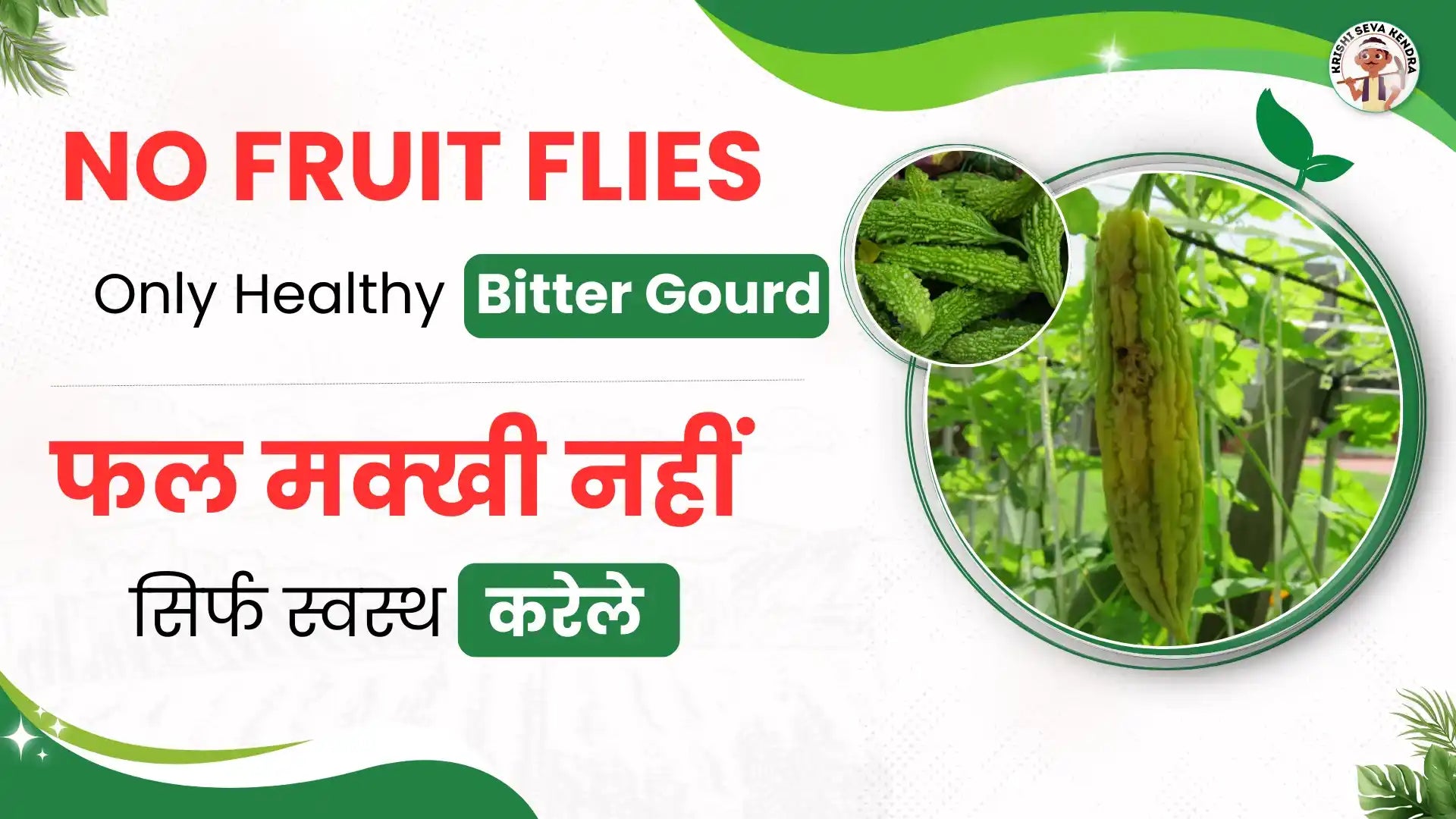 Fruit fly in bitter gourd: Symptoms & Prevention Tips