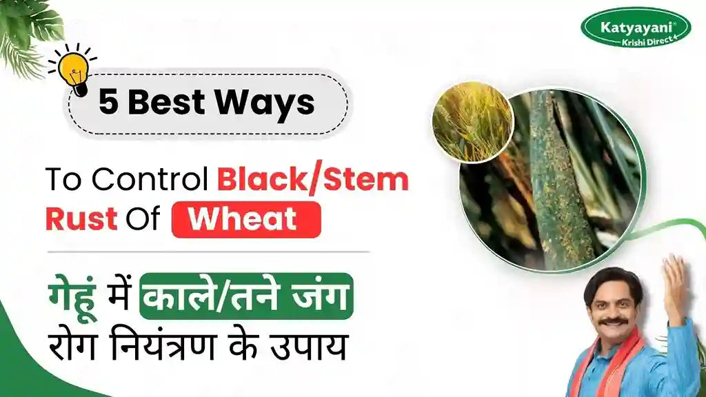 Black Stem Rust of Wheat | Symptoms & Control Measures