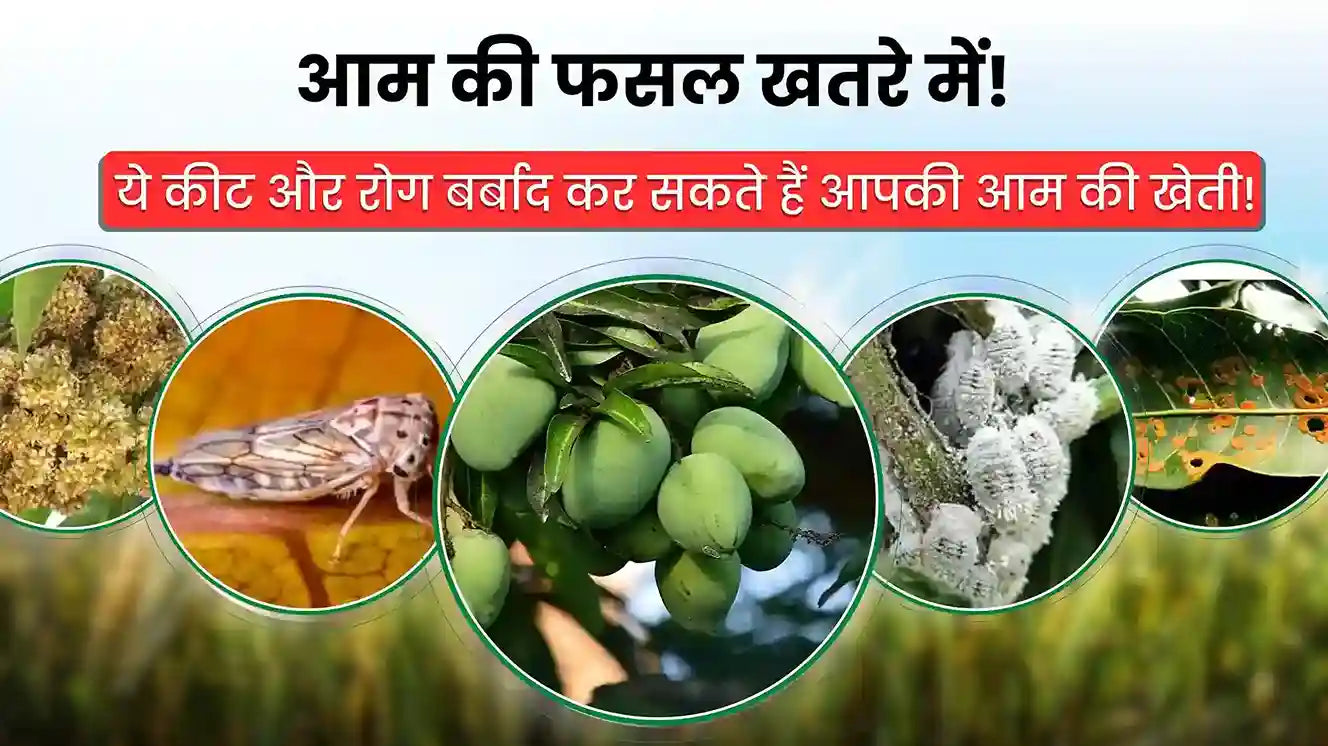 Mango Pests and Diseases: Identification & Control Guide