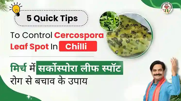 Cercospora Leaf Spot in Chilli? Top 5 Treatment Tips Here