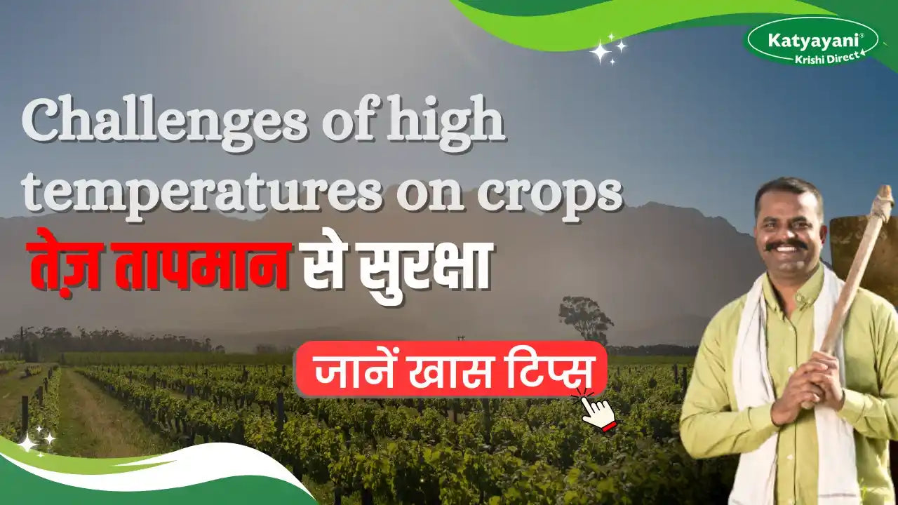 Effects of High Temperature on Plants: Impact and Solutions