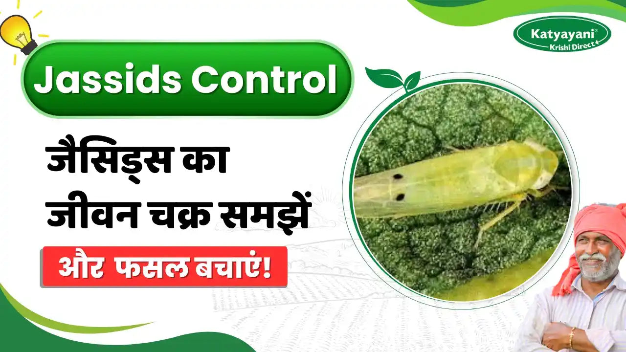 Jassids Control: Life Cycle, Damage & Effective Solutions