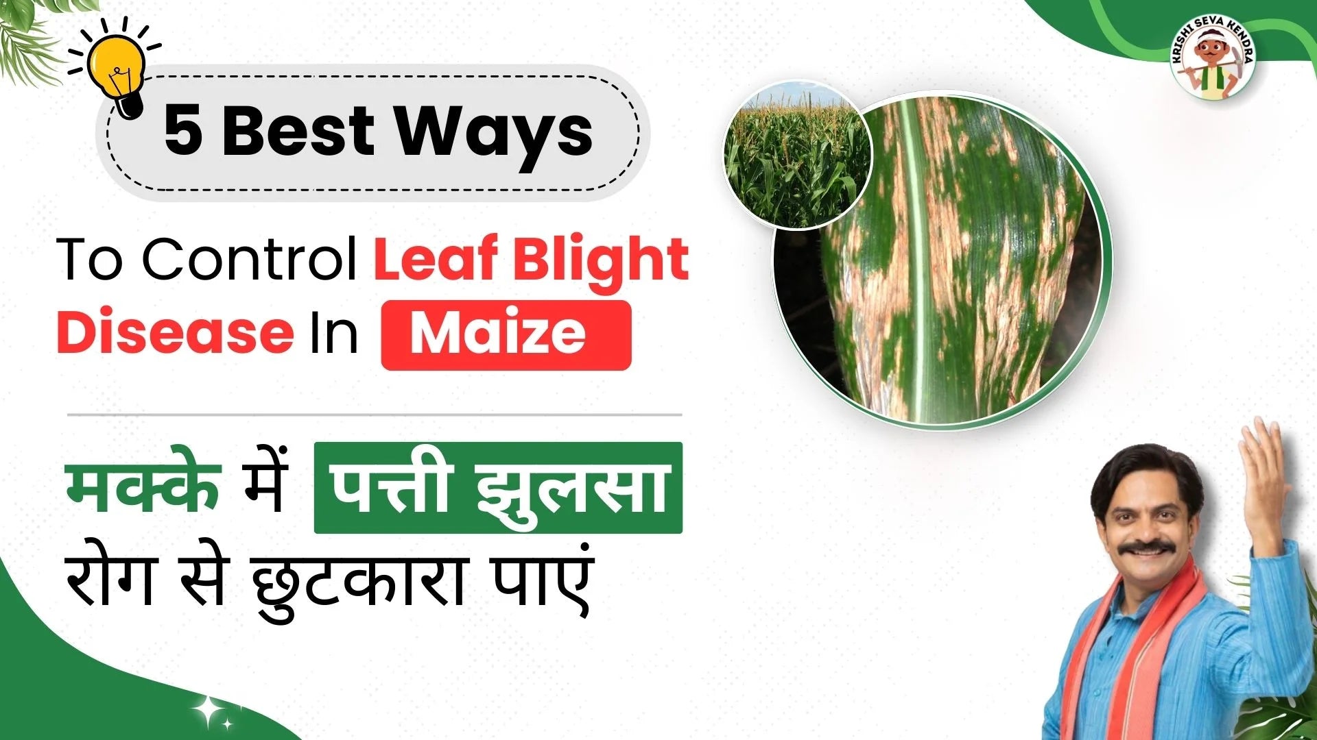 Best Steps to Identifying Leaf Blight in Maize Plant | Complete Guide