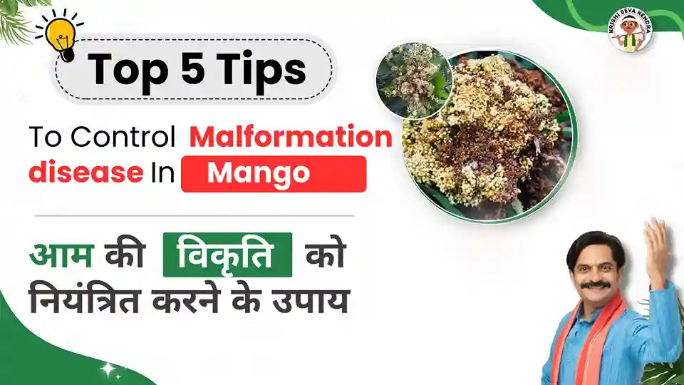 Tips to Treat Mango Malformation Disease | Symptoms | A-Z Guide