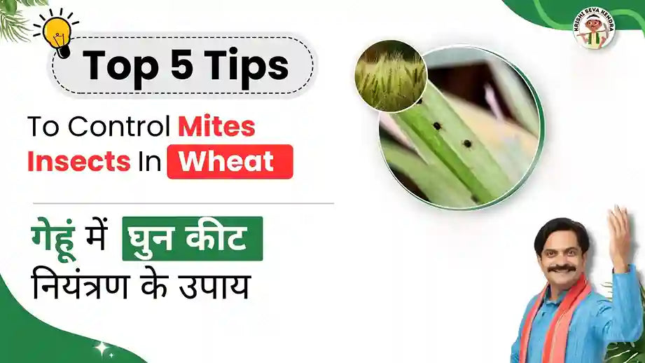 5 Easy Tips to Get Rid of Mites Insect in Wheat | Control Methods