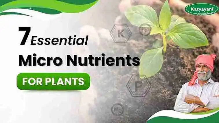 Top 7 Micronutrient for Plants Growth & Higher Productivity