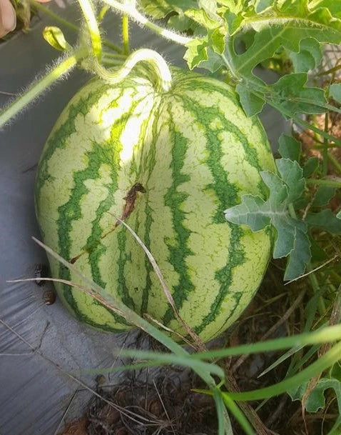 Fruit Fly in Watermelon? 5 Effective Solutions for Farmers