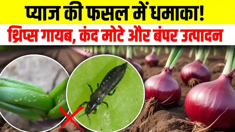 प्याज में थ्रिप्स और पीलापन खत्म! कंद होंगे मोटे, उत्पादन होगा डबल