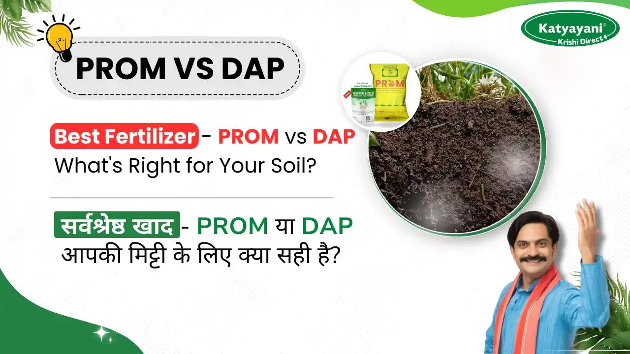 Best Fertilizer - PROM vs DAP What's Right for Your Soil?