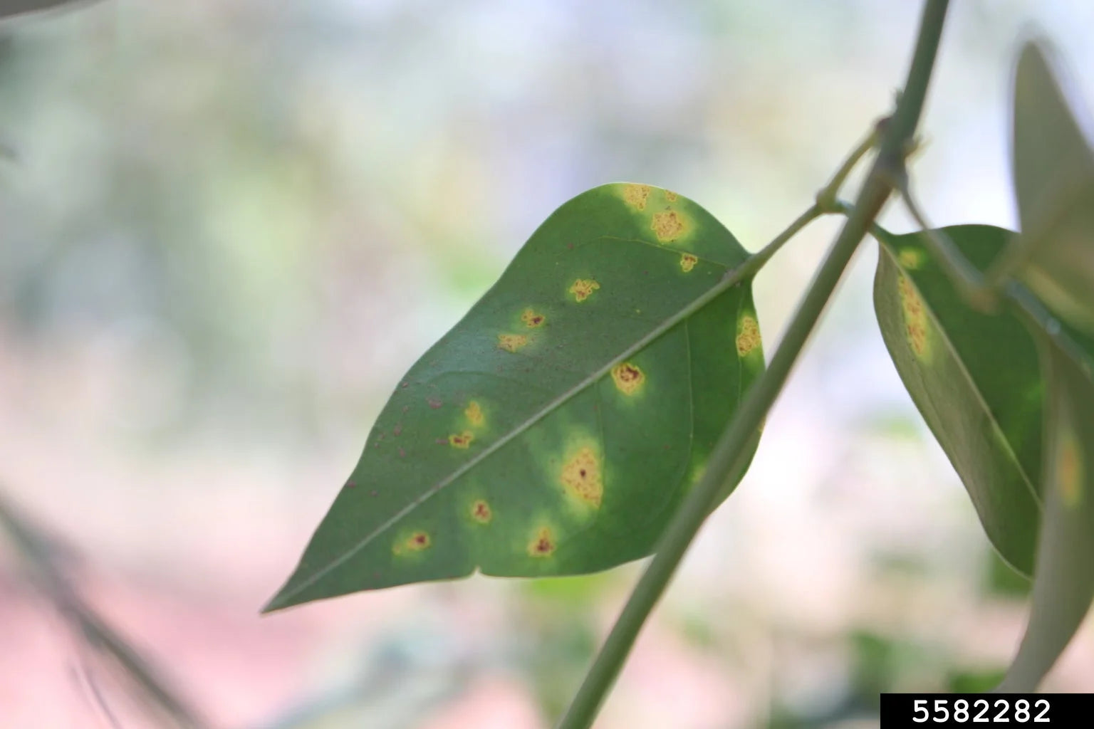 Top Strategies for Managing Rust in Jasmine Crops