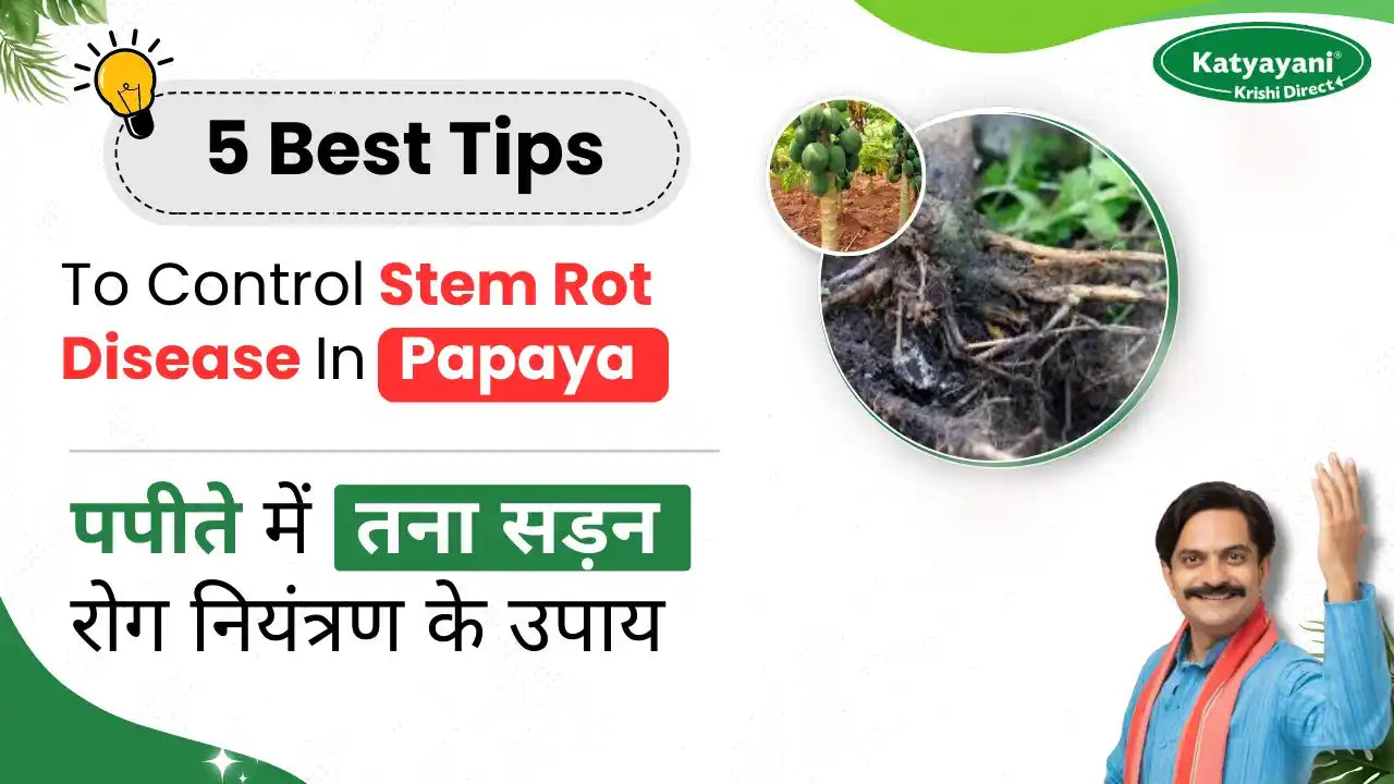 Stem Rot of Papaya | Disease Control & Treatment Tips