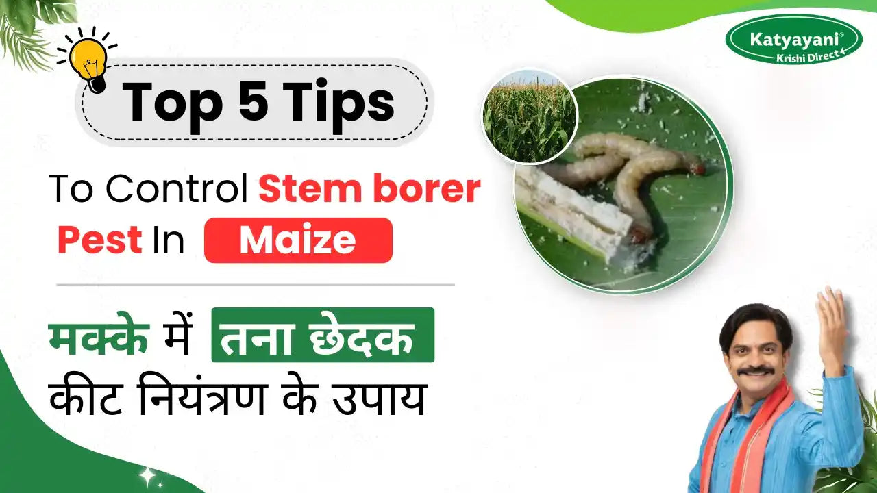 Tips to Control Maize Stem Borer | Best Insecticides & Treatments