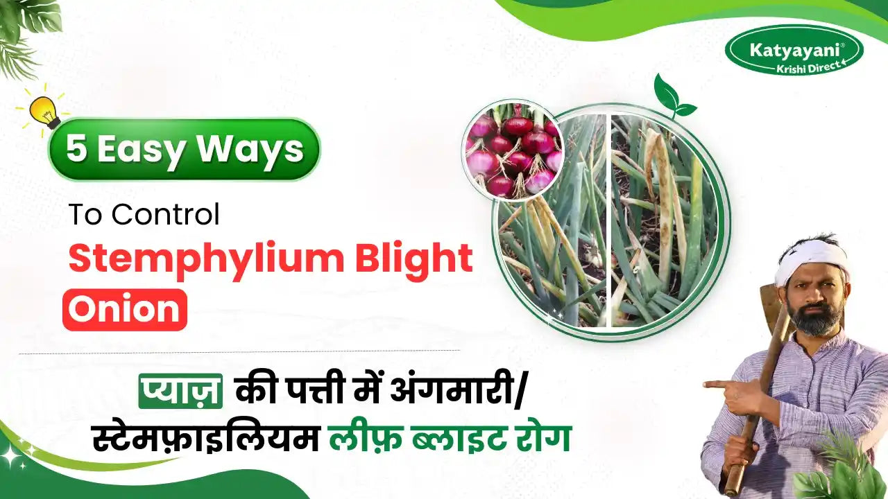 Stemphylium Blight of Onion! Causes, Symptoms & Control Tips