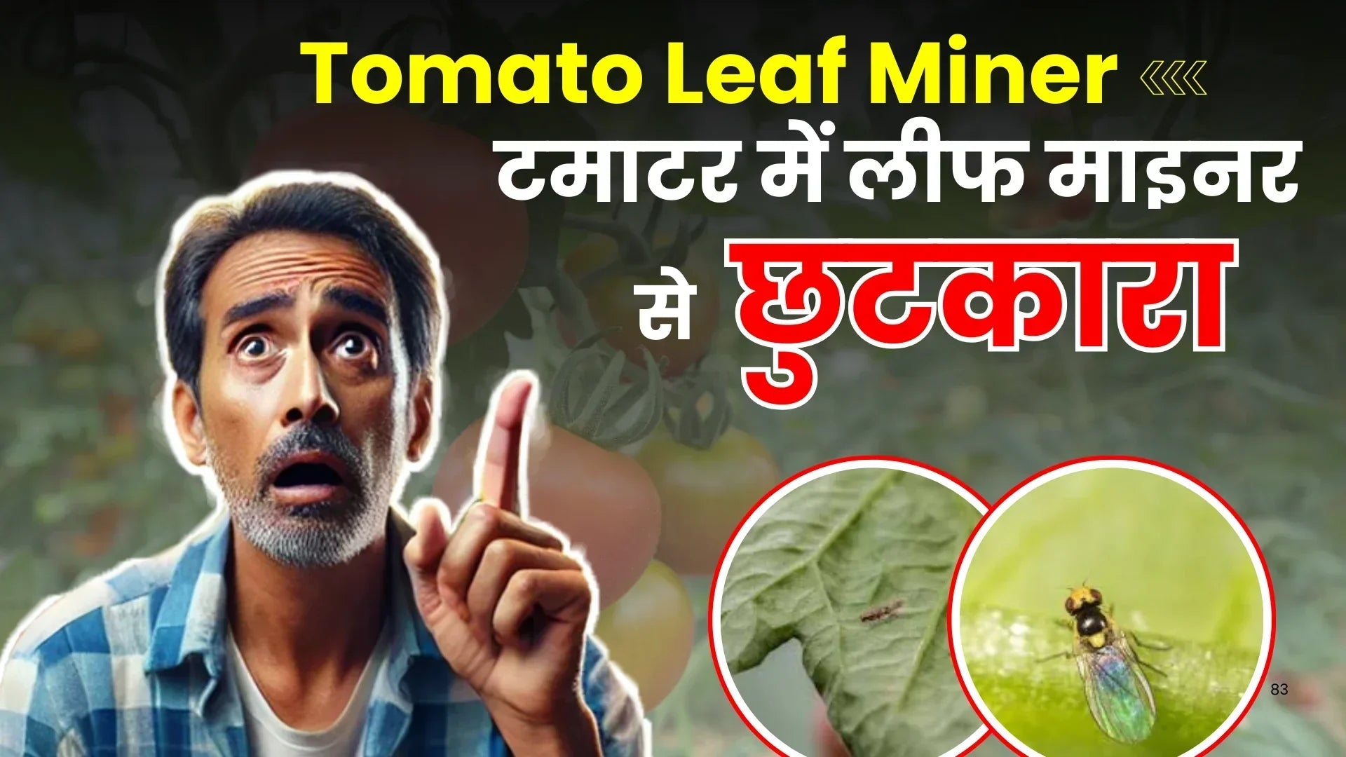 How to Control Leaf Miner in Tomato? Step-by-Step Guide