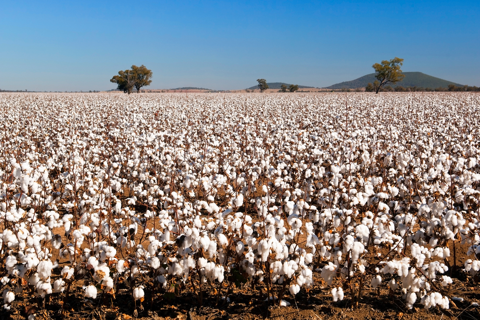 Cotton Package of Practices - Best Tips for High Productivity