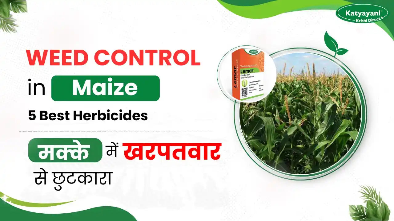 Maize Farming: Best Practices & Herbicides for Weed Control