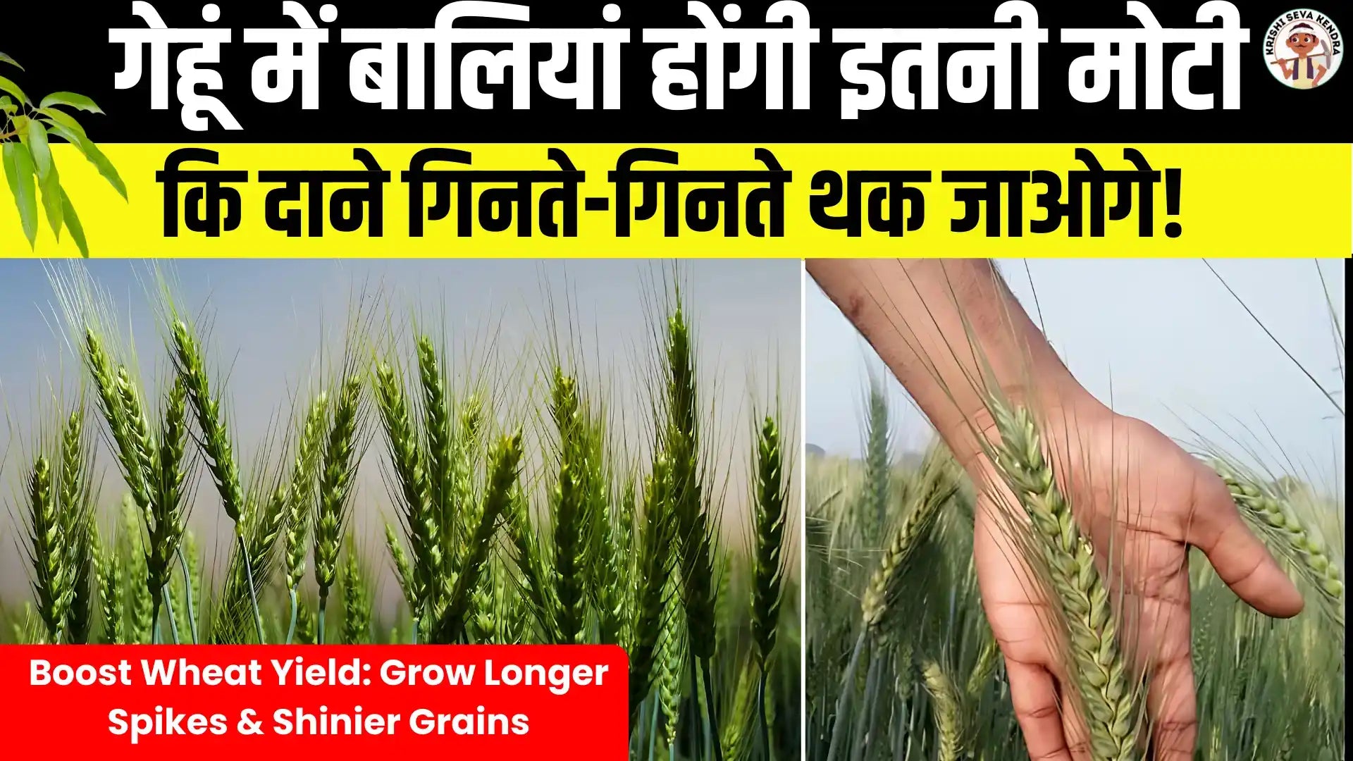 Increase Wheat Yield in India | Best Farming & Fertilizer Tips