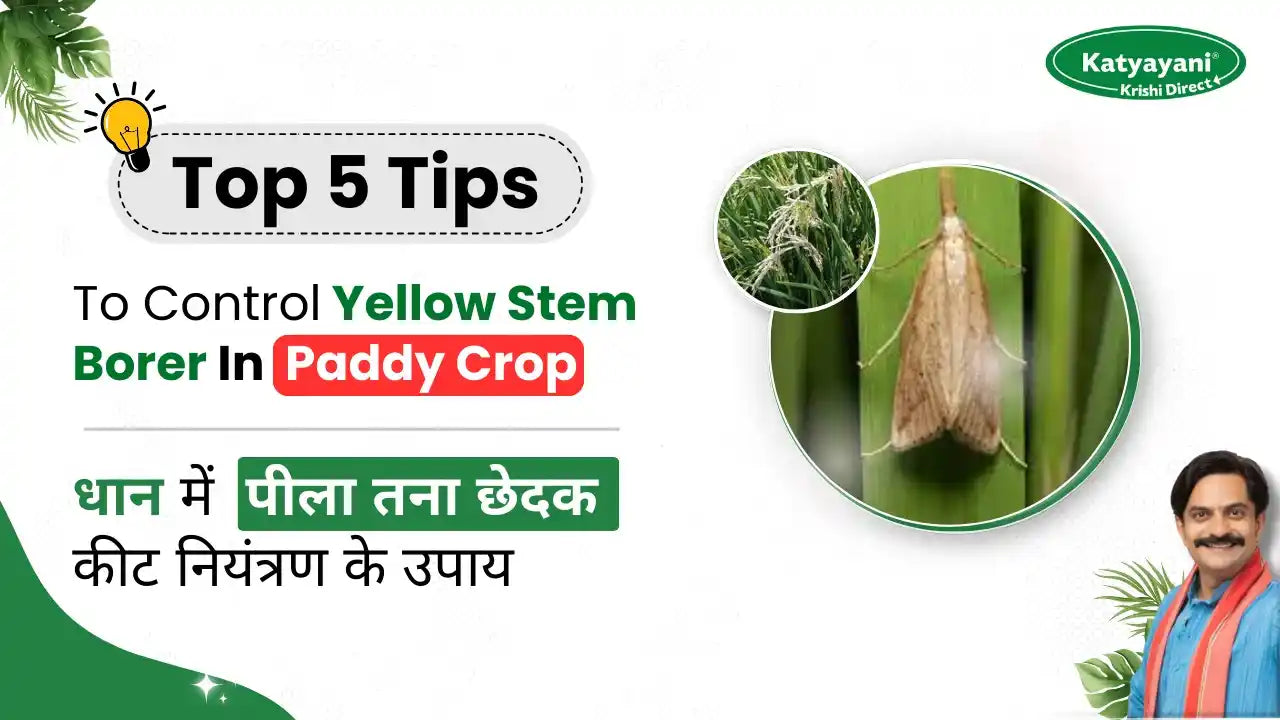How to Control Yellow Stem Borer in Paddy | Symptoms & Treatment
