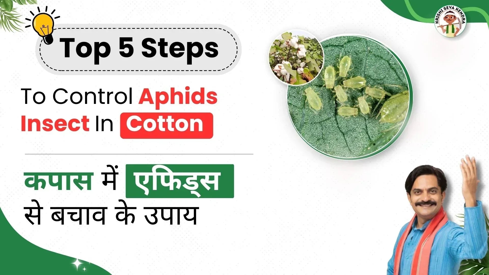 How to Control Cotton Aphids: Symptoms & Chemical Control Tips