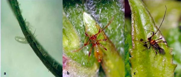 Manage Tea Mosquito Bug in Guava | Expert Tips