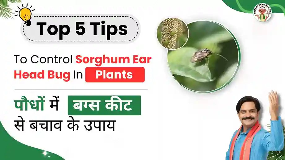 Sorghum Ear Head Bug Control | Symptoms & Treatment
