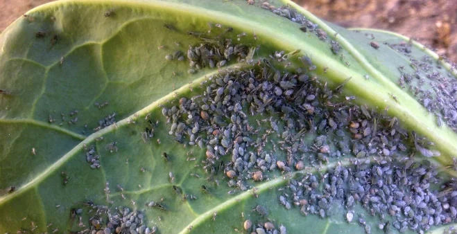 Aphids in Cabbage Crop? 5 Simple Tips for Effective Control