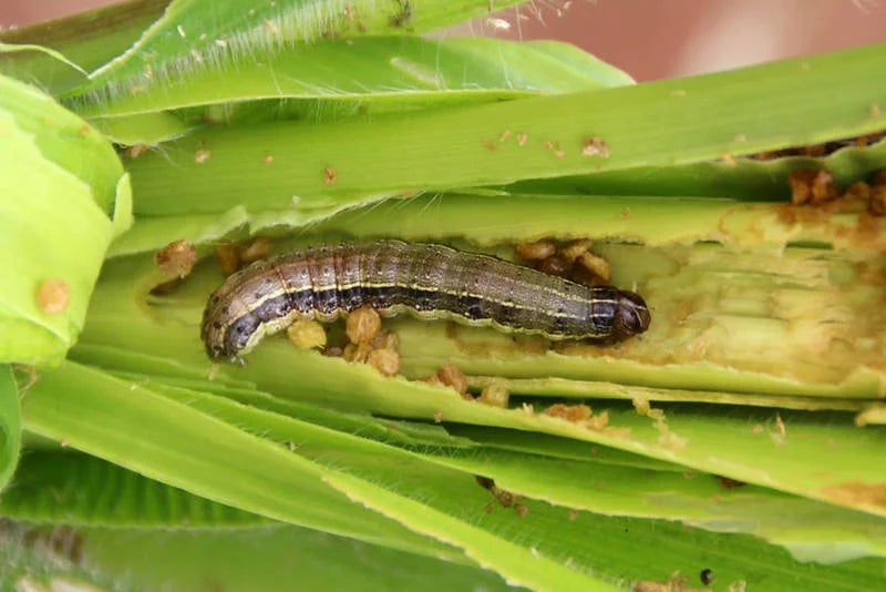 Top 5 Methods to Manage Cardamom Borer Symptoms | Crop Management