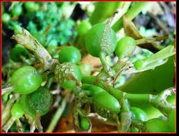 How to Manage Cardamom Thrips Damage Symptoms? 5 Tips for Control