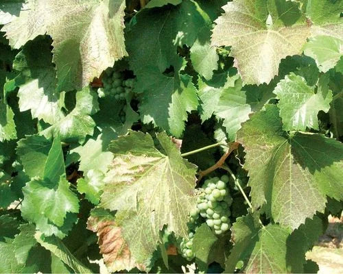 Thrips infestation on grapevines: identification, control measures.