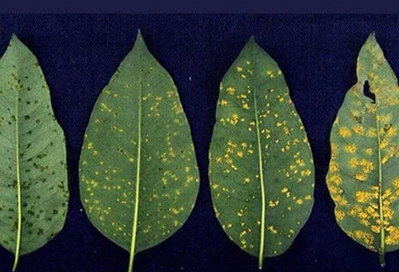 Essential Tips for Handling Guava Red Rust and Leaf Rust