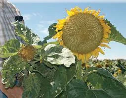 Sunflower Downy Mildew: Symptoms, Causes and Control