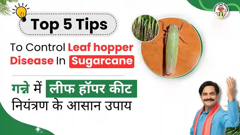 10 best insecticide for leafhoppers in sugarcane | A to Z information