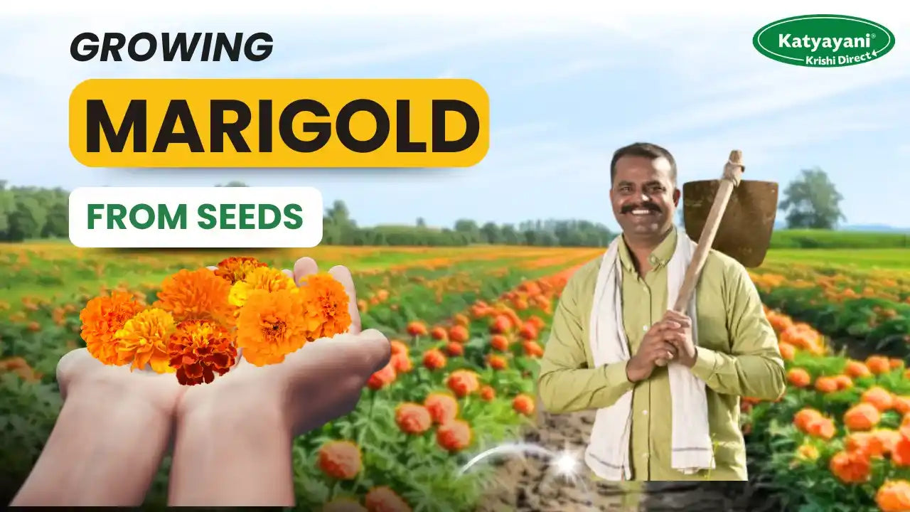 Top 10 Tips for Successful Marigold Farming | Complete Guide