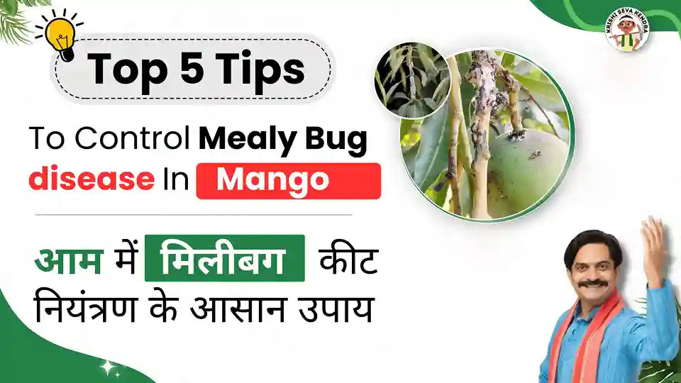 5 Easy Steps for Mango Mealy Bug Control Causes & Treatment
