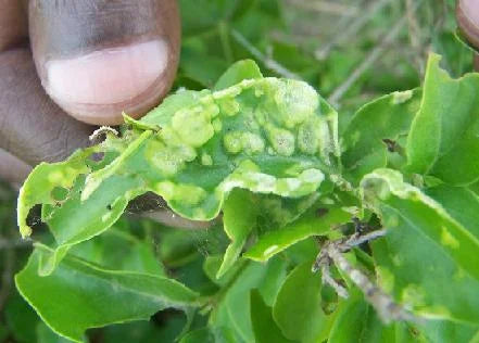 Jasmine Mite | Top 5 Tips to Control Jasmine Plant Pests