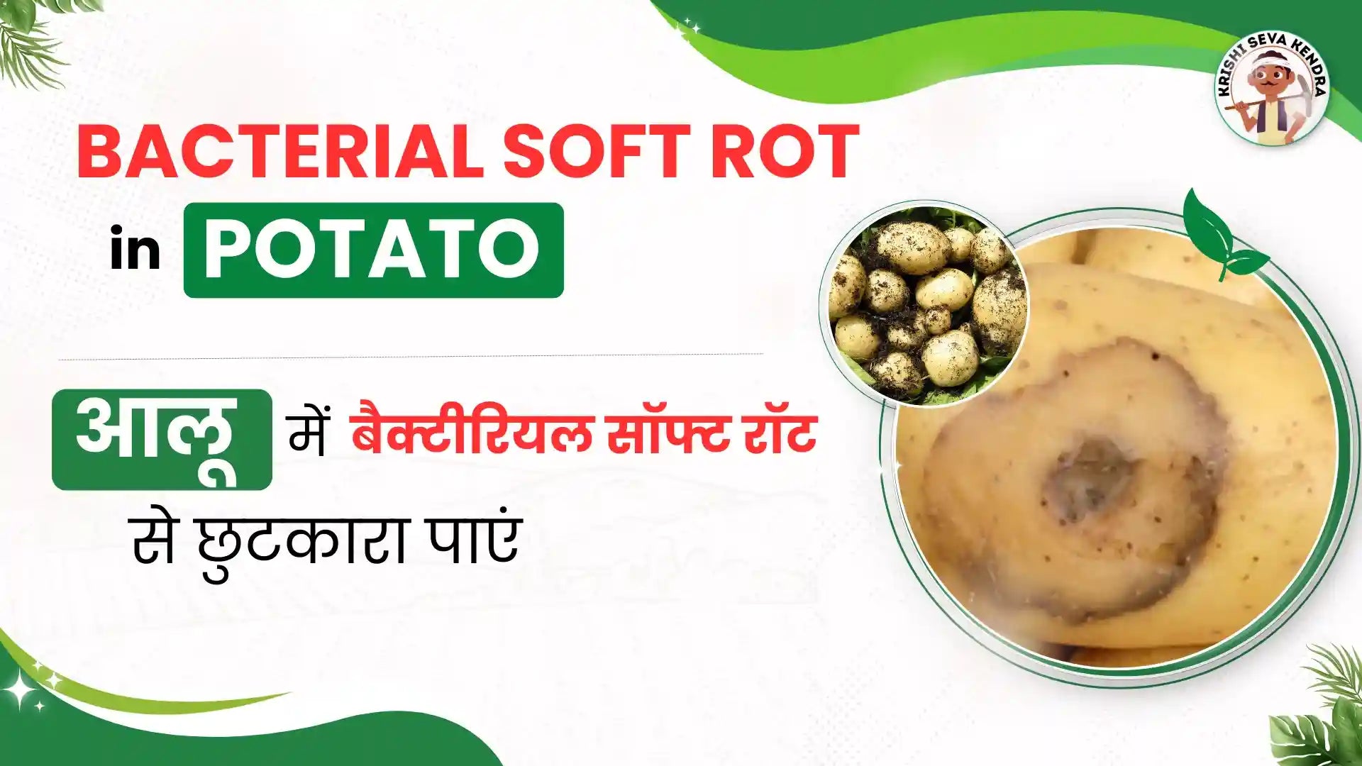 Top 5 Tips to Control bacterial soft rot of potato