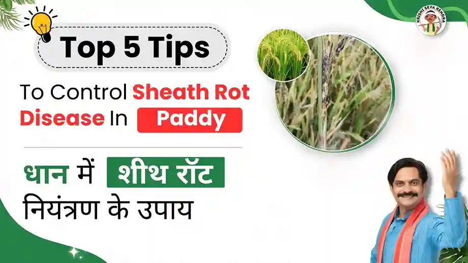 How to Control Sheath Rot of Rice | Best Tips for Paddy Sheath Rot