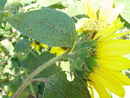 Sunflower Rust Disease: Symptoms & Best Treatment Tips