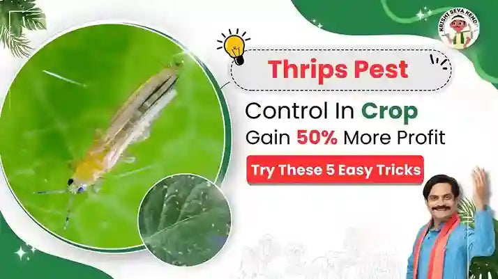 Top tips for controlling thrips | Thrips on plants | Treatment
